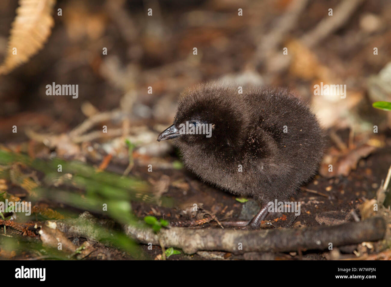 Weka juvenile hi-res stock photography and images - Alamy