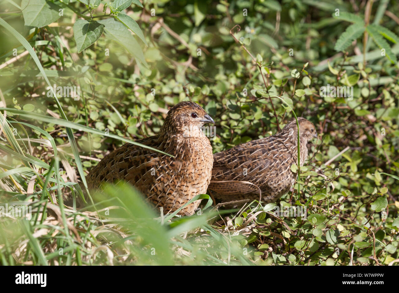 Brown quail (Coturnix ypsilophora) pair amongst vegetation. Tiritiri ...