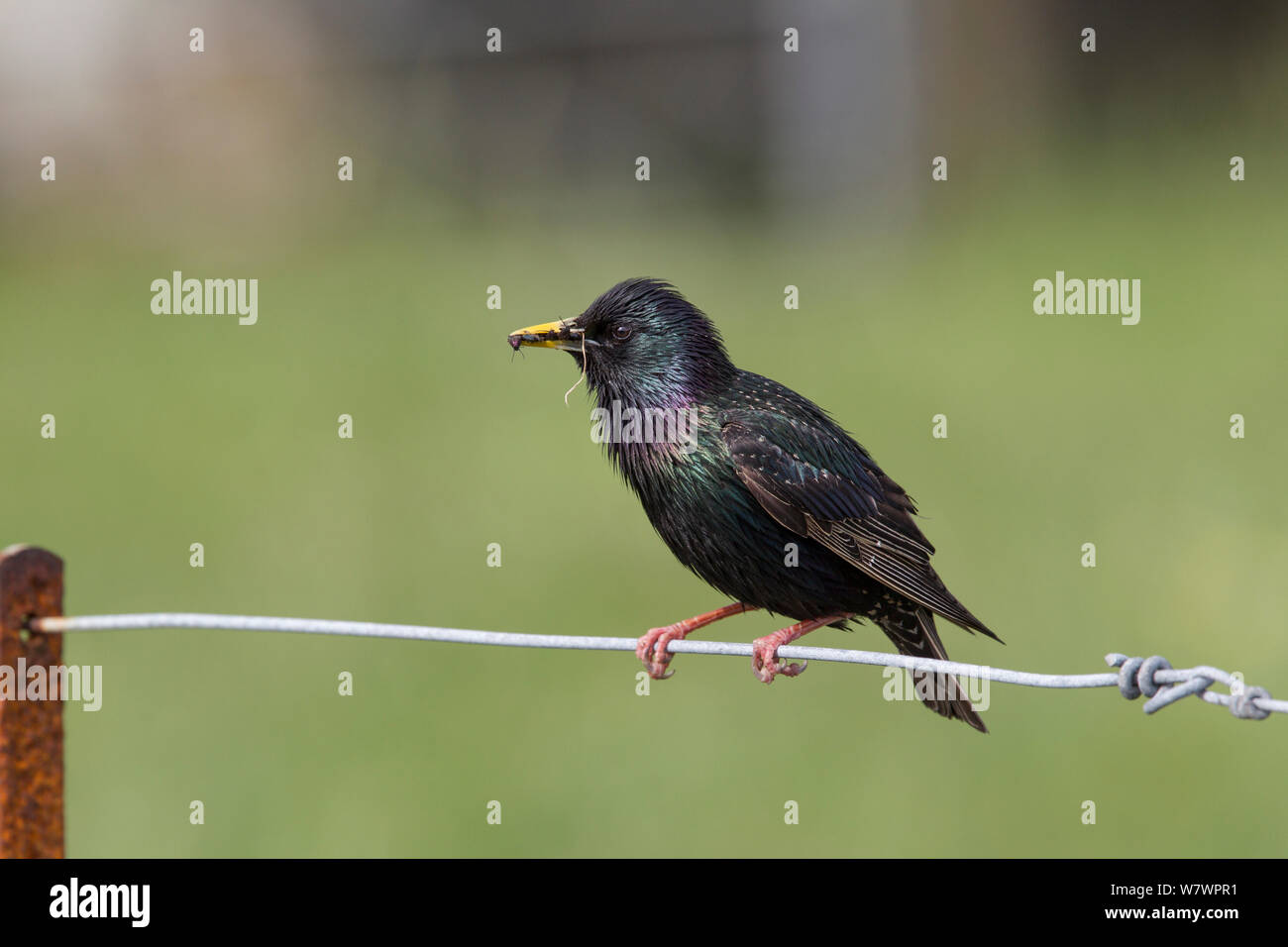 Male starling hi-res stock photography and images - Alamy