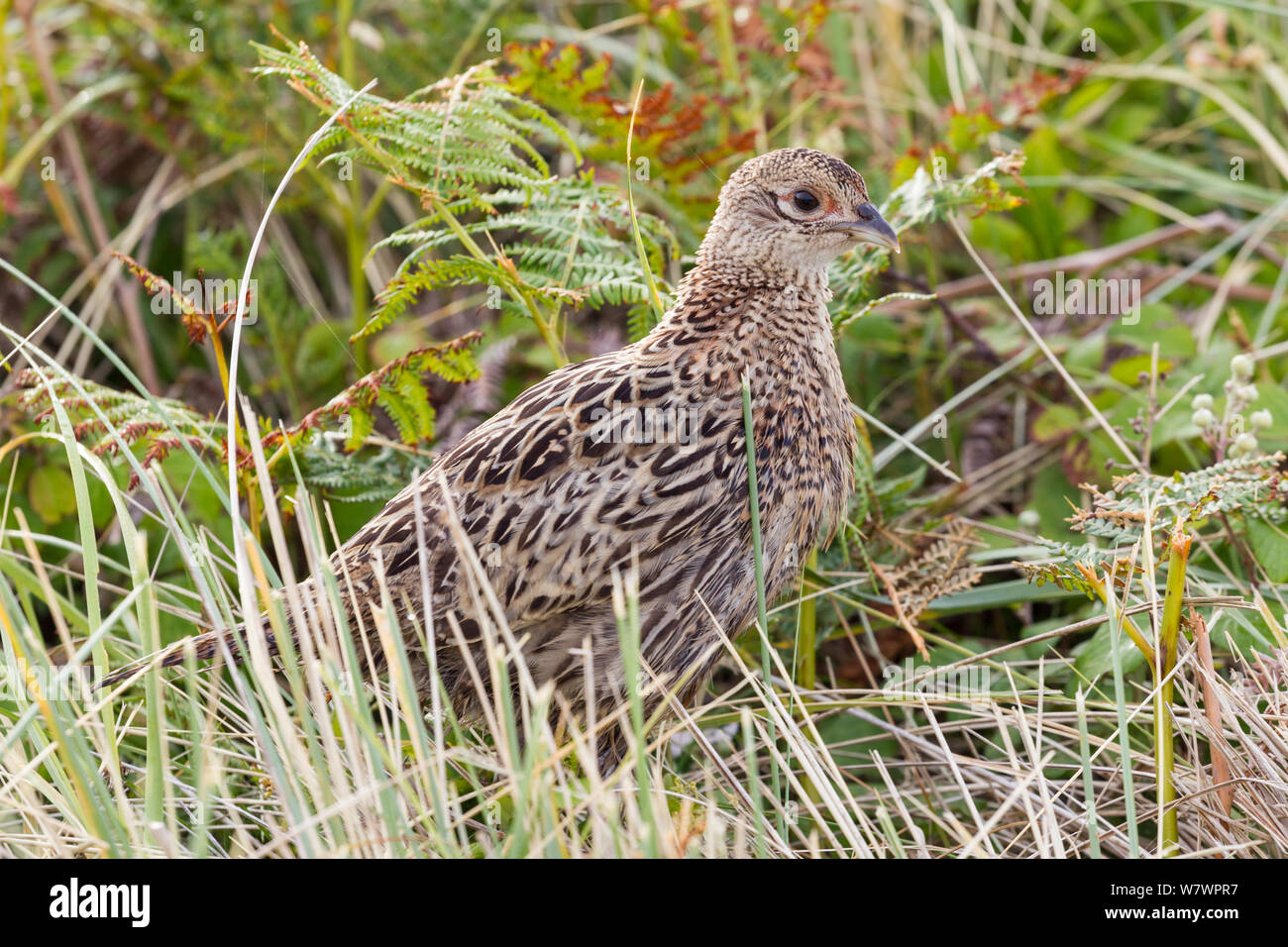 Juvenile pheasant hi-res stock photography and images - Alamy
