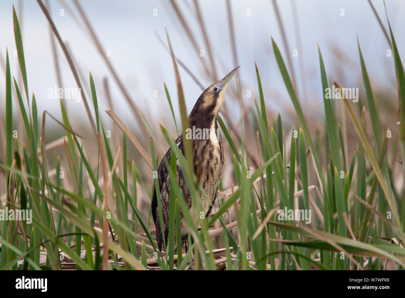 Australasian bittern hi-res stock photography and images - Alamy