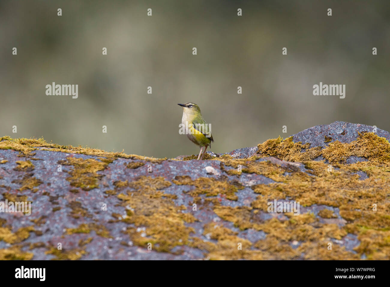 New zealand rockwren hi-res stock photography and images - Alamy
