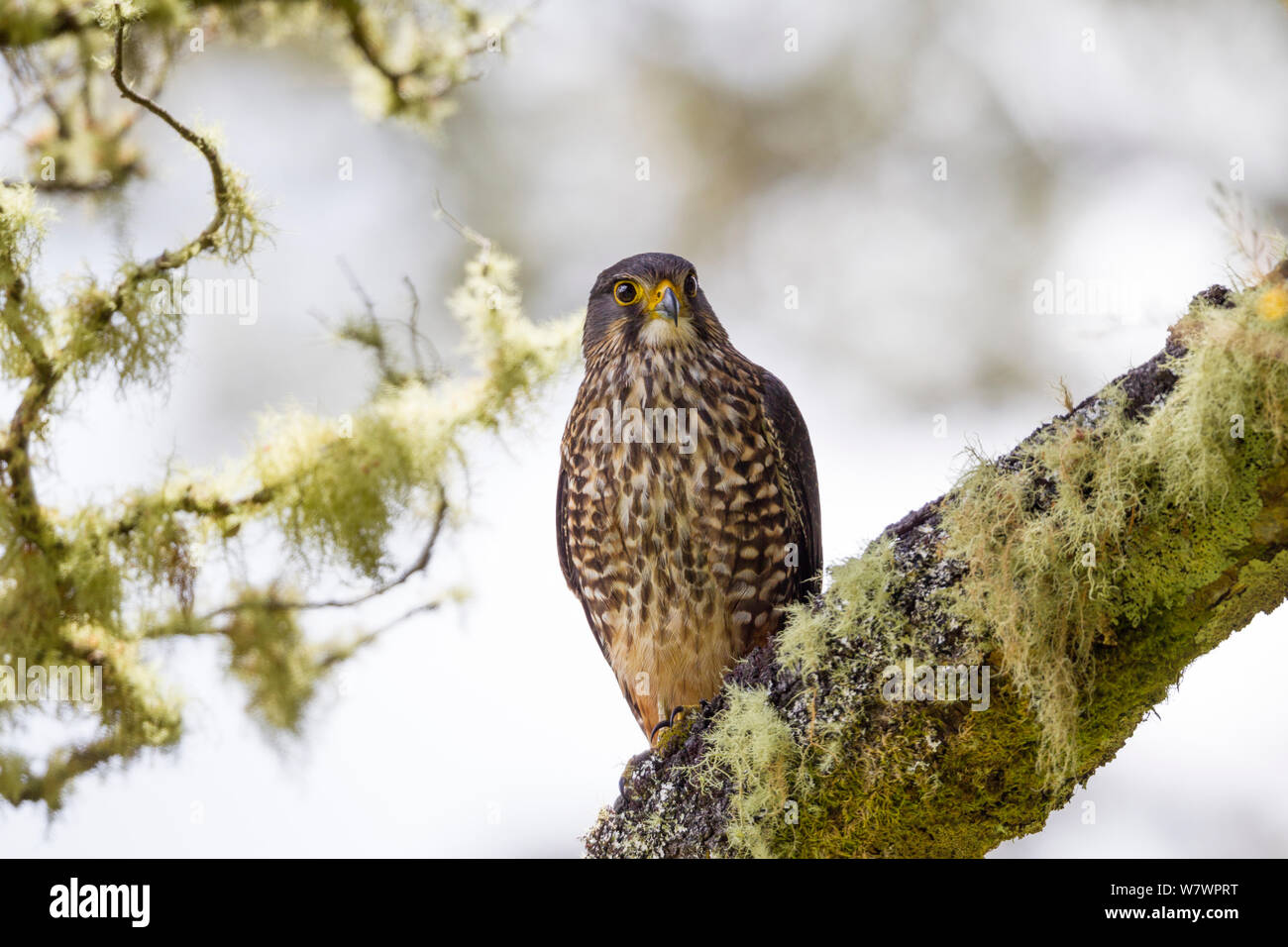 Falco novaeseelandiae ferox hi-res stock photography and images - Alamy