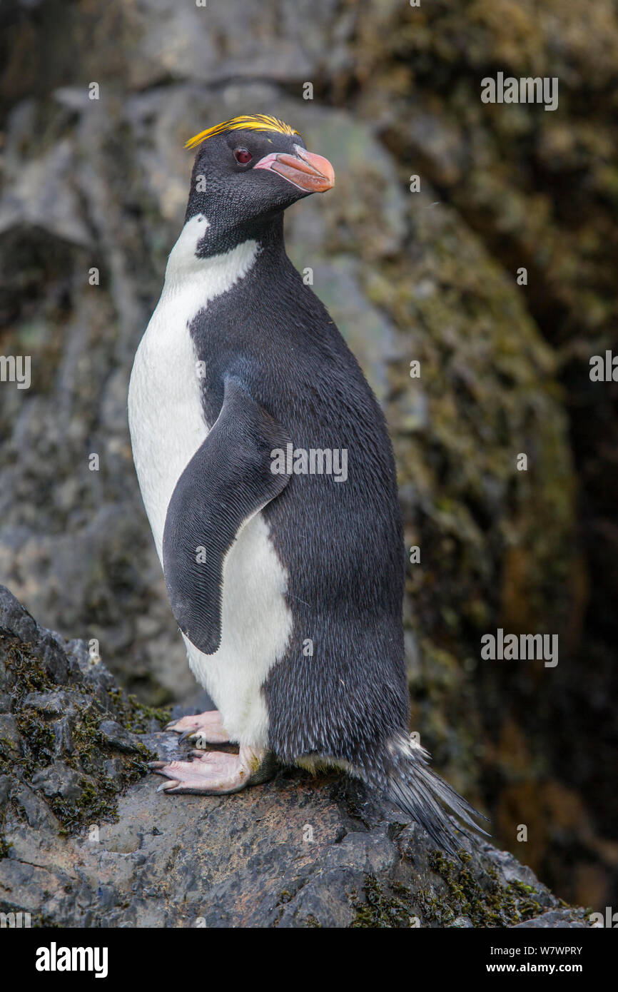 Adult Macaroni penguin (Eudyptes chrysolophus) perched on a rock at the ...