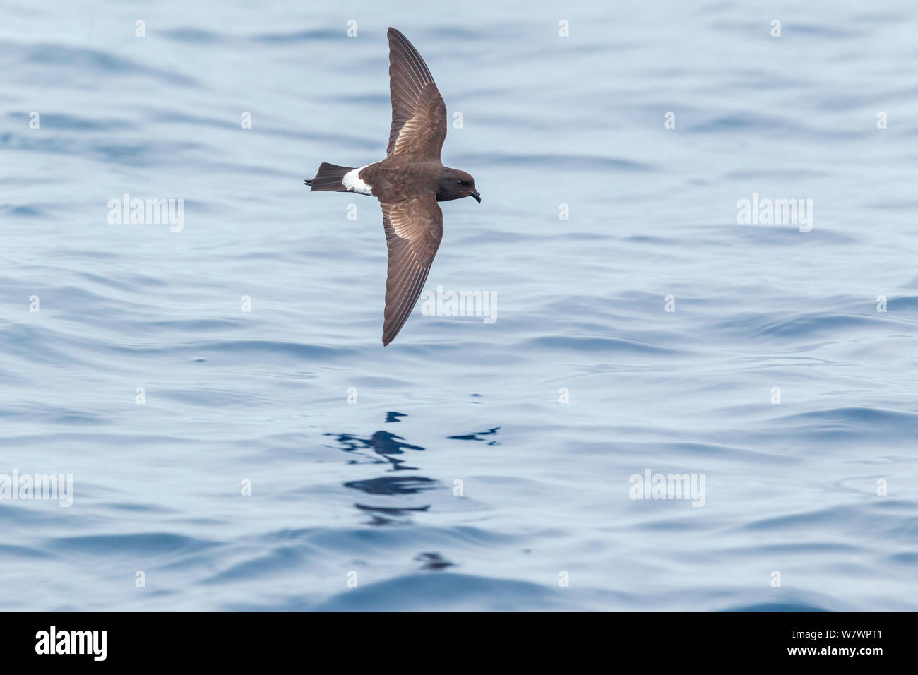 New Zealand storm-petrel (Oceanites maoriana) in flight low over the ...