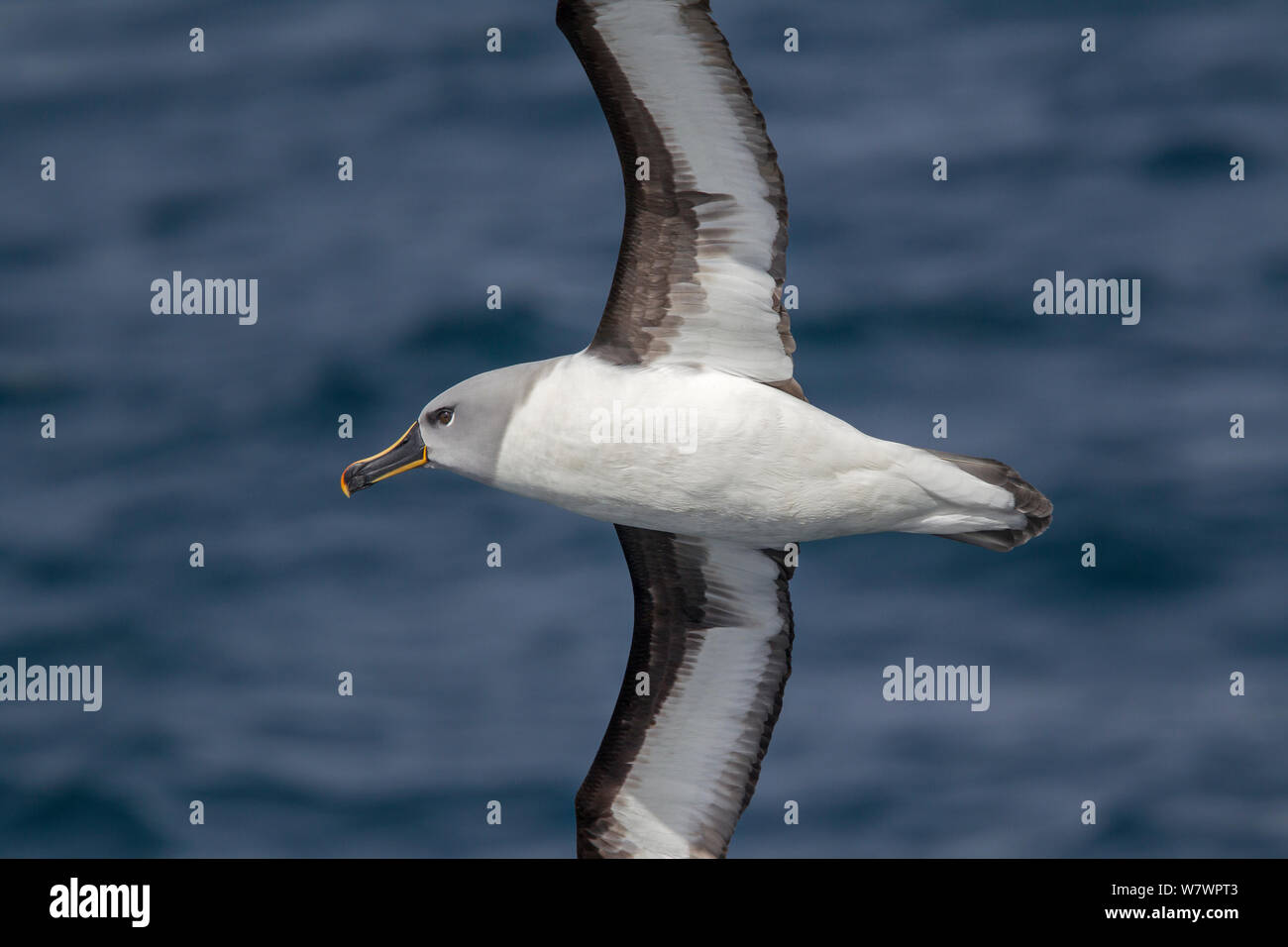 Adult Grey-headed albatross (Thalassarche chrysostoma) in flight ...