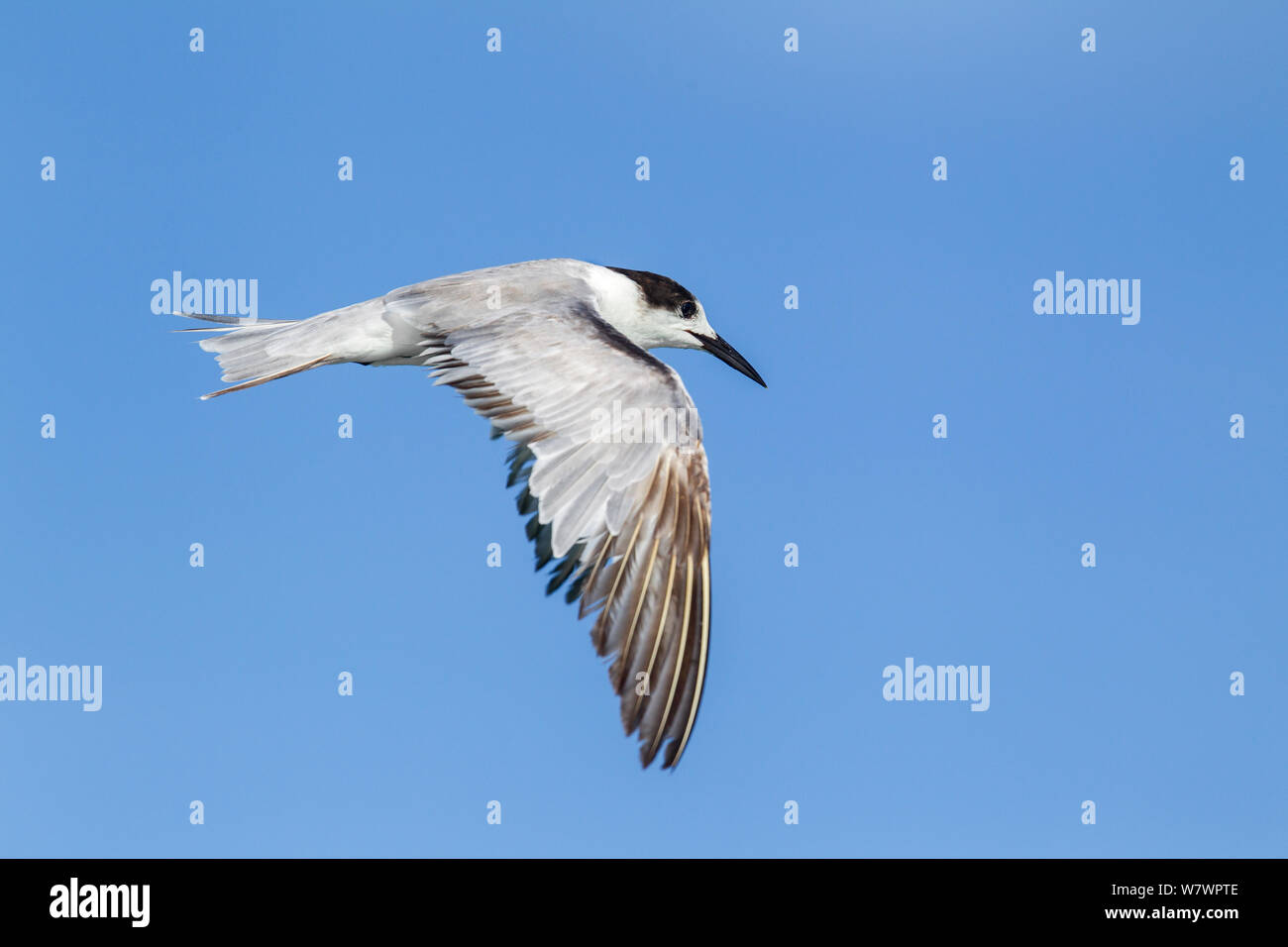 Sterna hirundo longipennis hi-res stock photography and images - Alamy