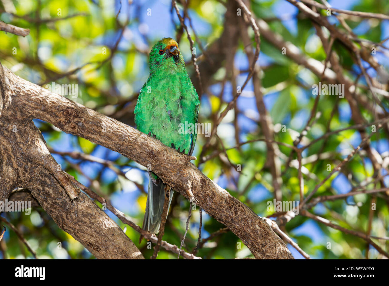 Cyanoramphus malherbi hi-res stock photography and images - Alamy