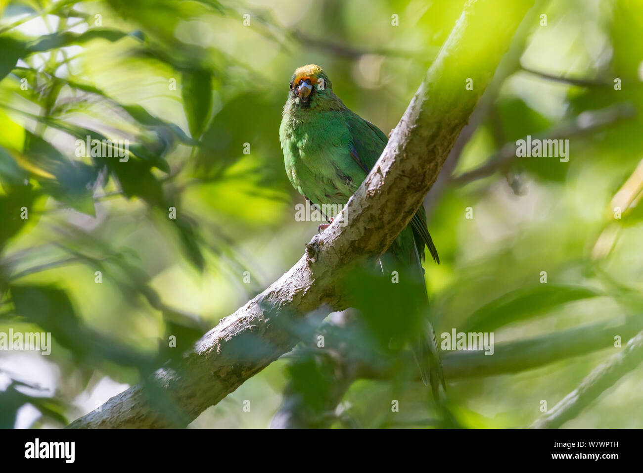 Orange fronted parakeets new zealand hi-res stock photography and ...