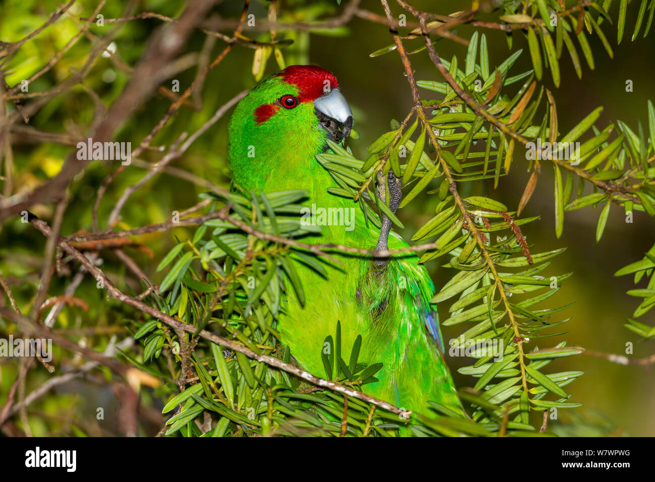 Adult Red-crowned parakeet (Cyanoramphus novaezelandiae) foraging on ...