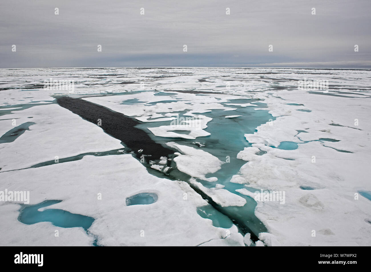 Aerial view of pack ice off the coast of Wrangel Island, Far Eastern ...