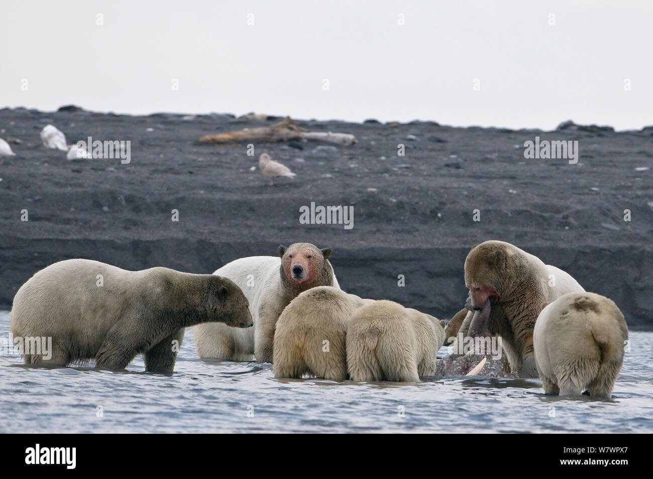 Group of Polar bears (Ursus maritimus) feeding on Walrus carcass ...