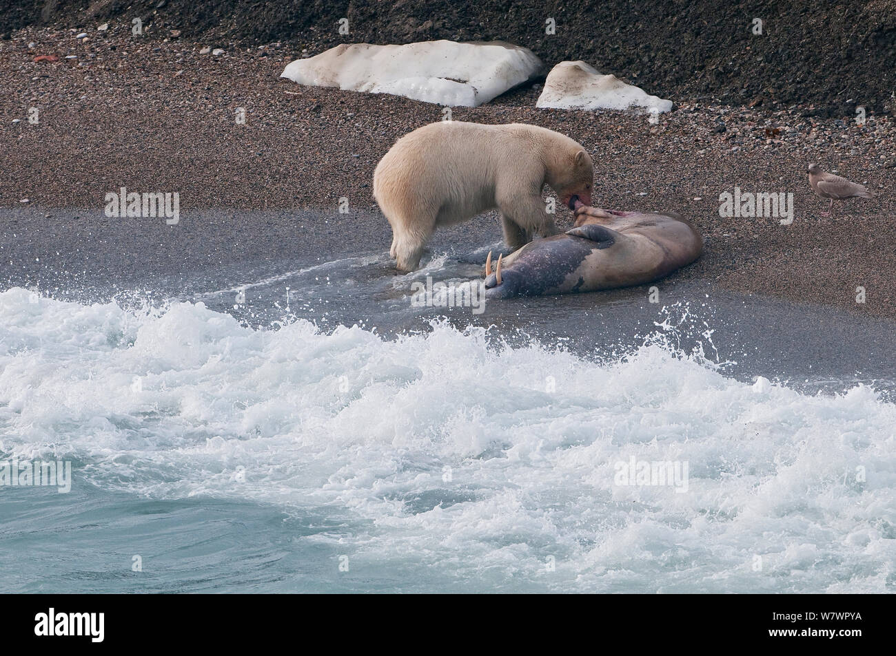 Polar bear (Ursus maritimus) feeding on Walrus carcass on beach ...