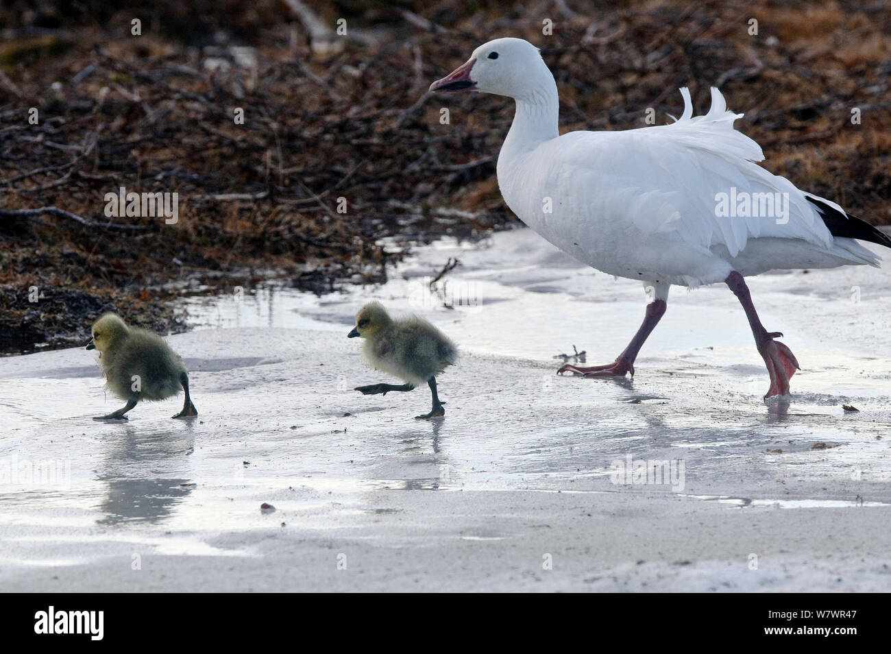 Baby Snow Goose