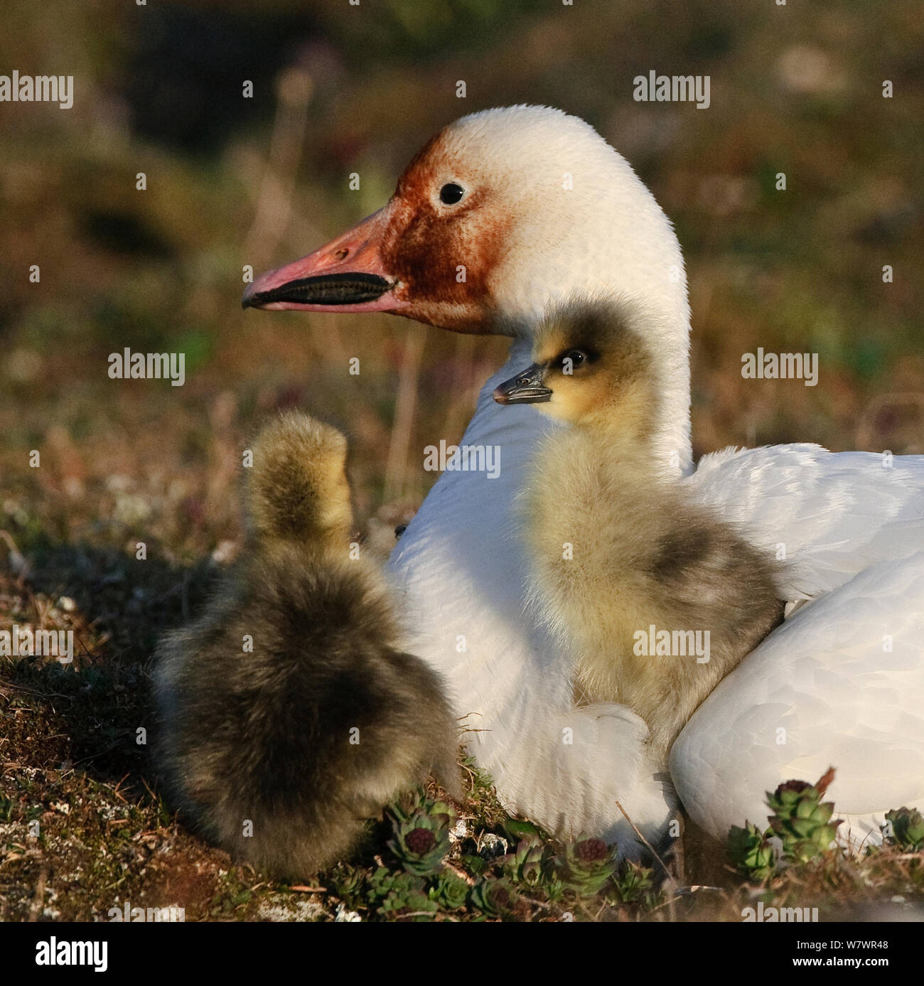 Baby Snow Goose