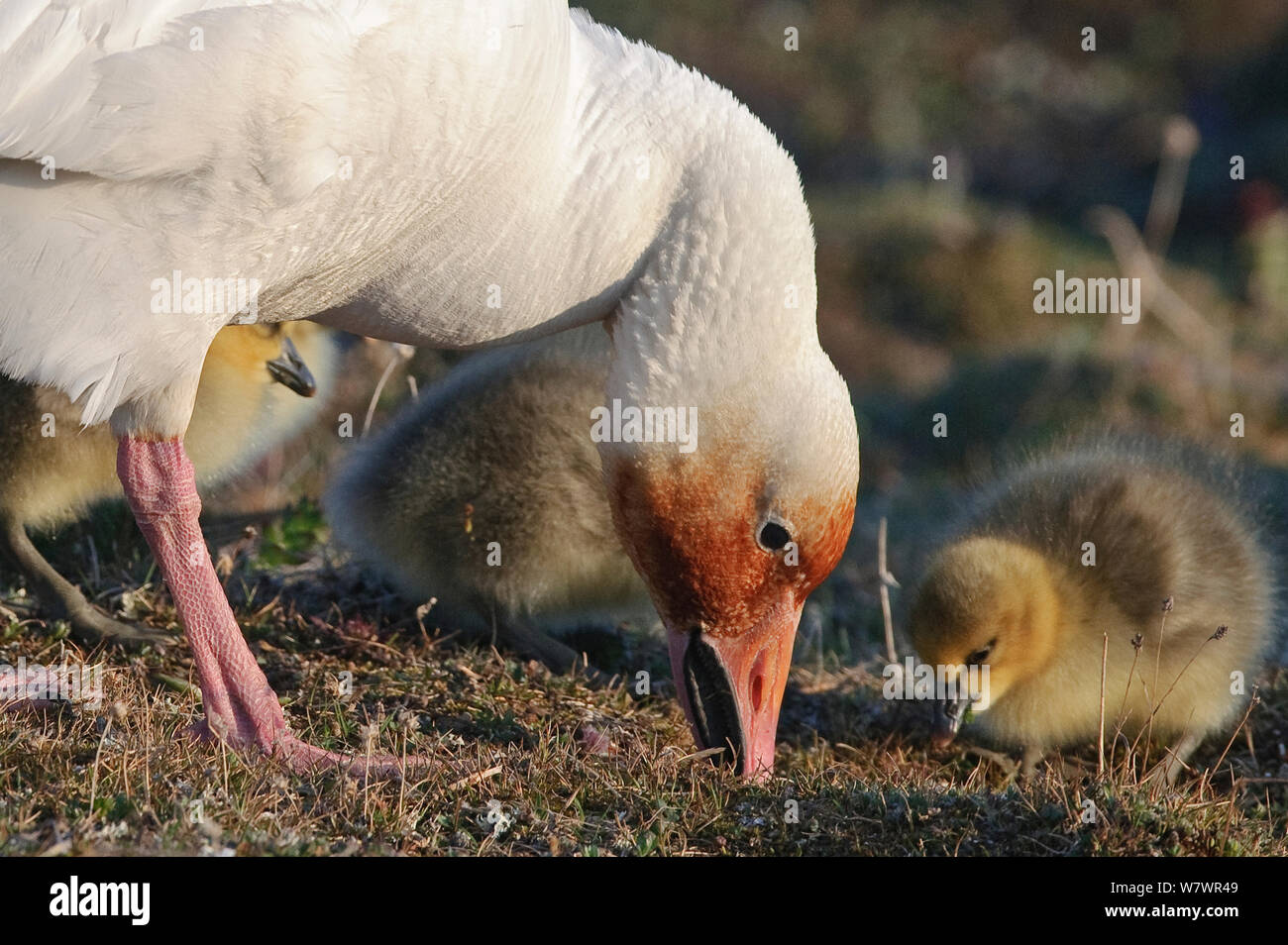 Baby Snow Goose