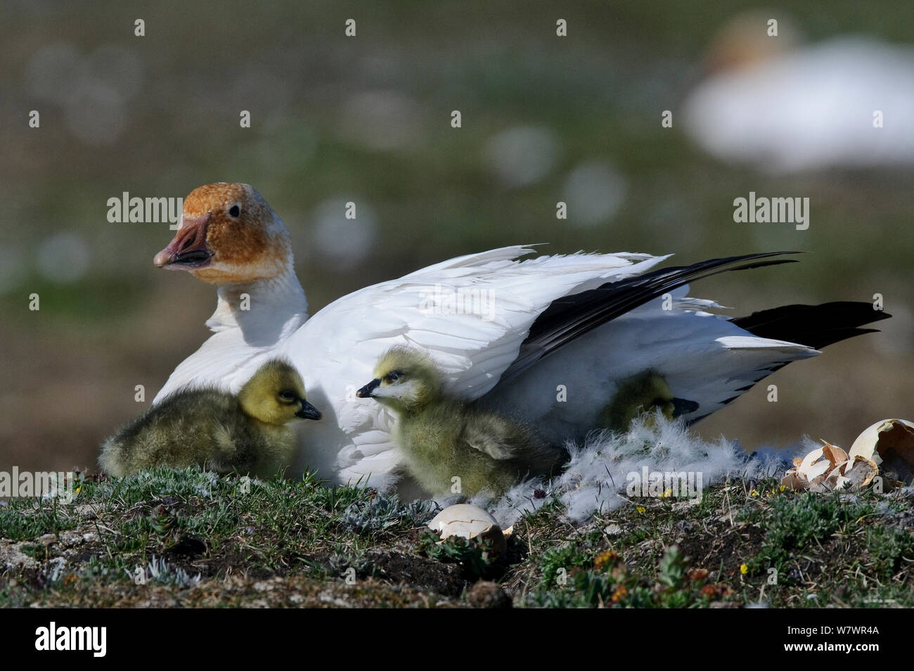 Snow goose (Chen caerulescens caerulescens) on nest with chicks ...