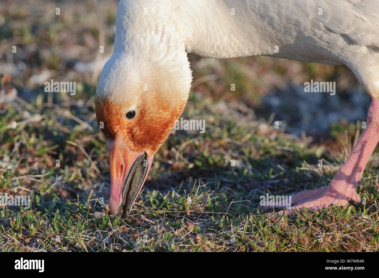 Iron rich soil hi-res stock photography and images - Alamy