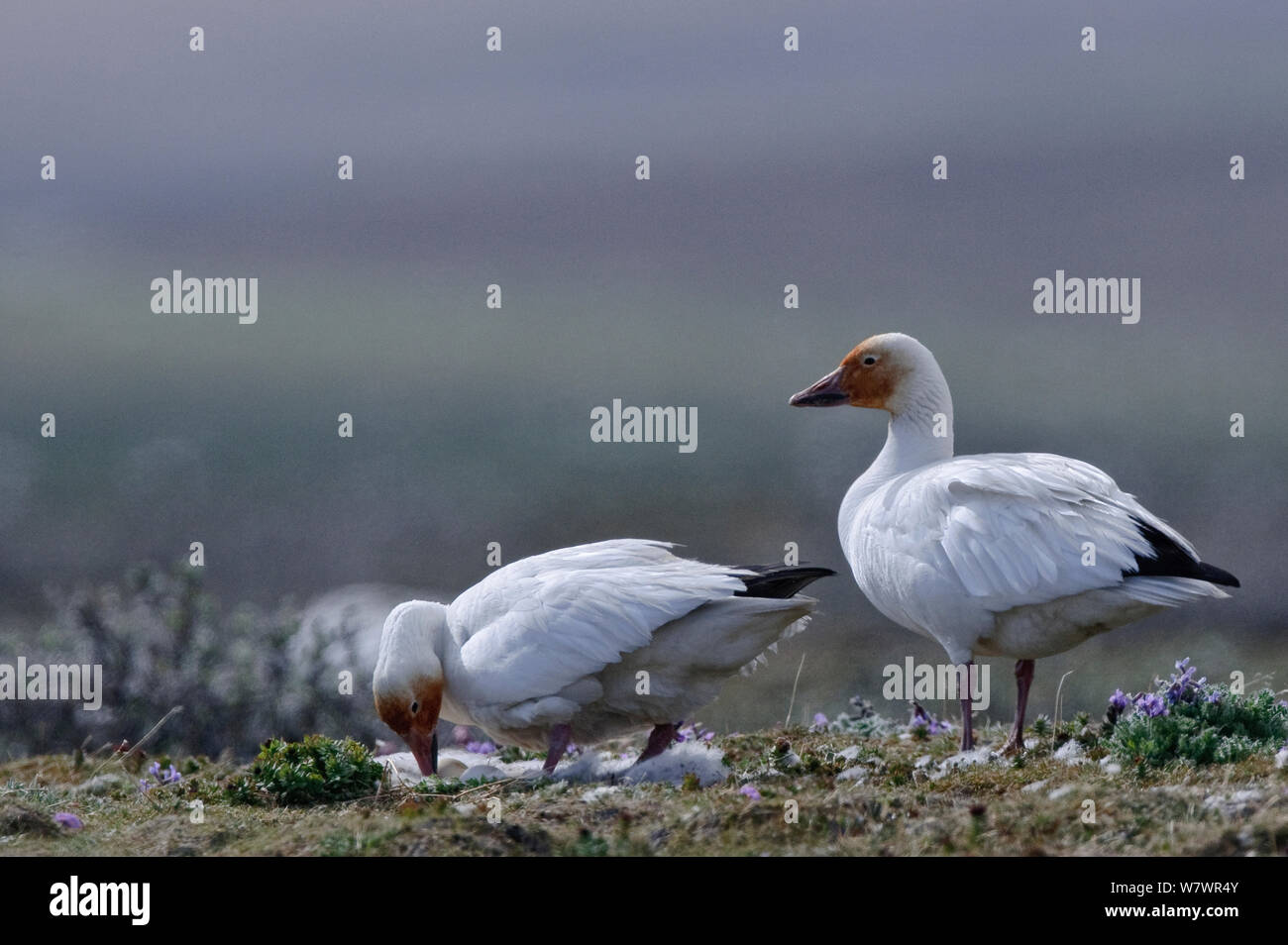 Snow geese (Chen caerulescens caerulescens) turning eggs at nest ...