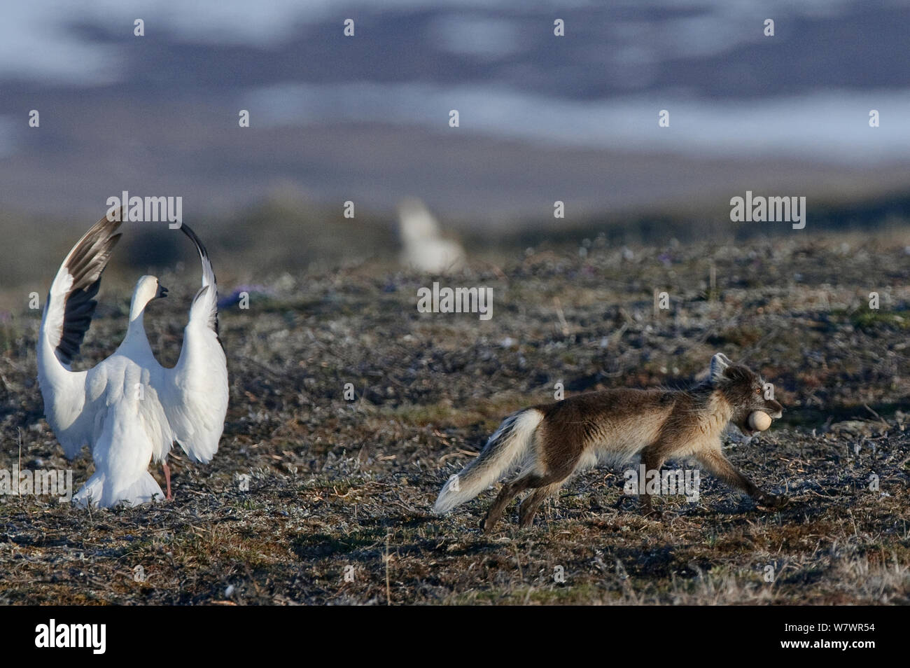 Snow Goose Egg High Resolution Stock Photography and Images - Alamy