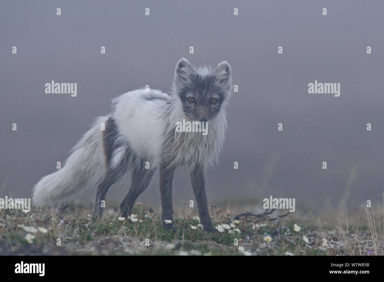 Arctic fox (Vulpes lagopus) mid moult from winter fur, standing in mist ...