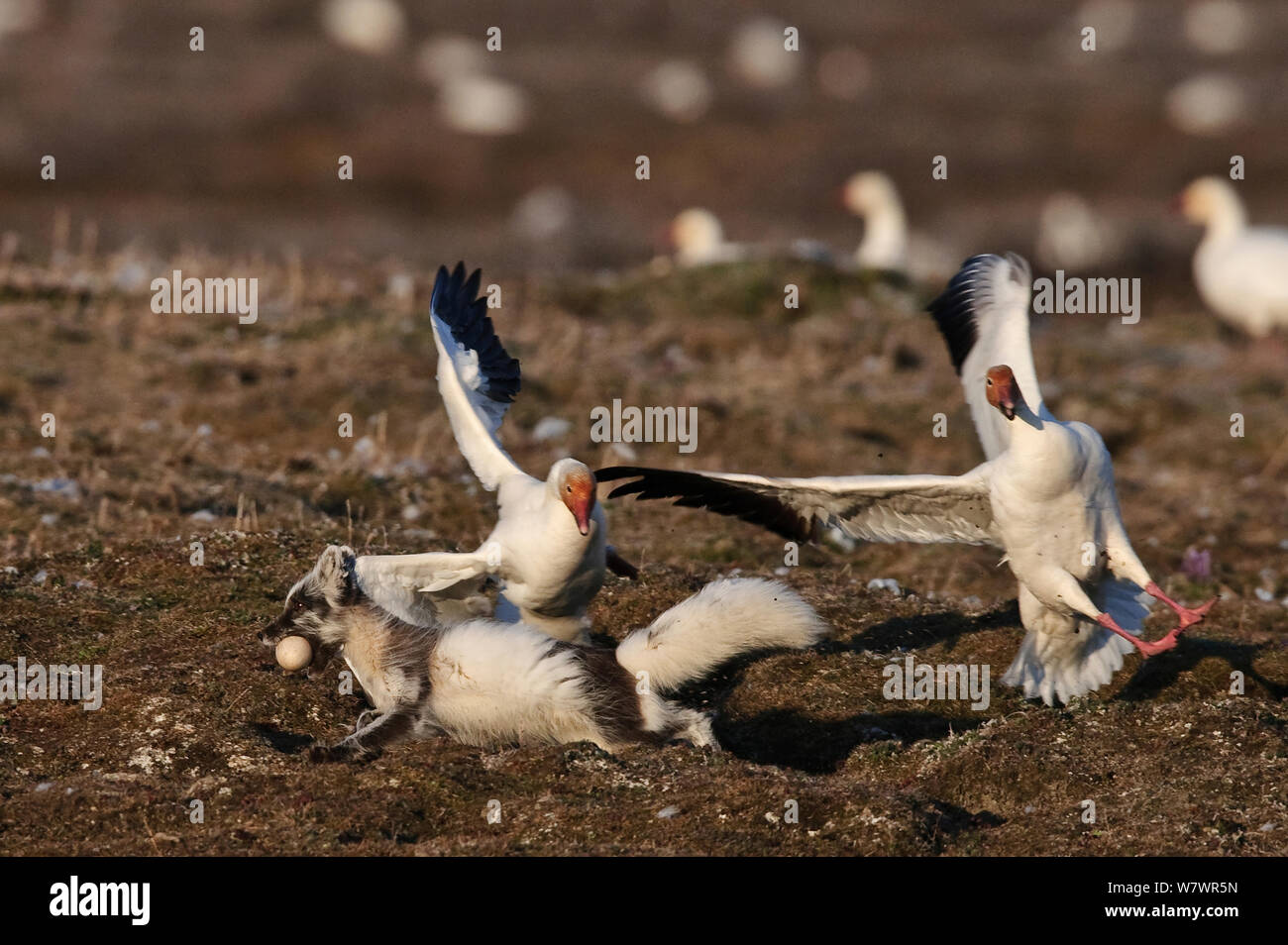 The fox and goose hi-res stock photography and images - Alamy