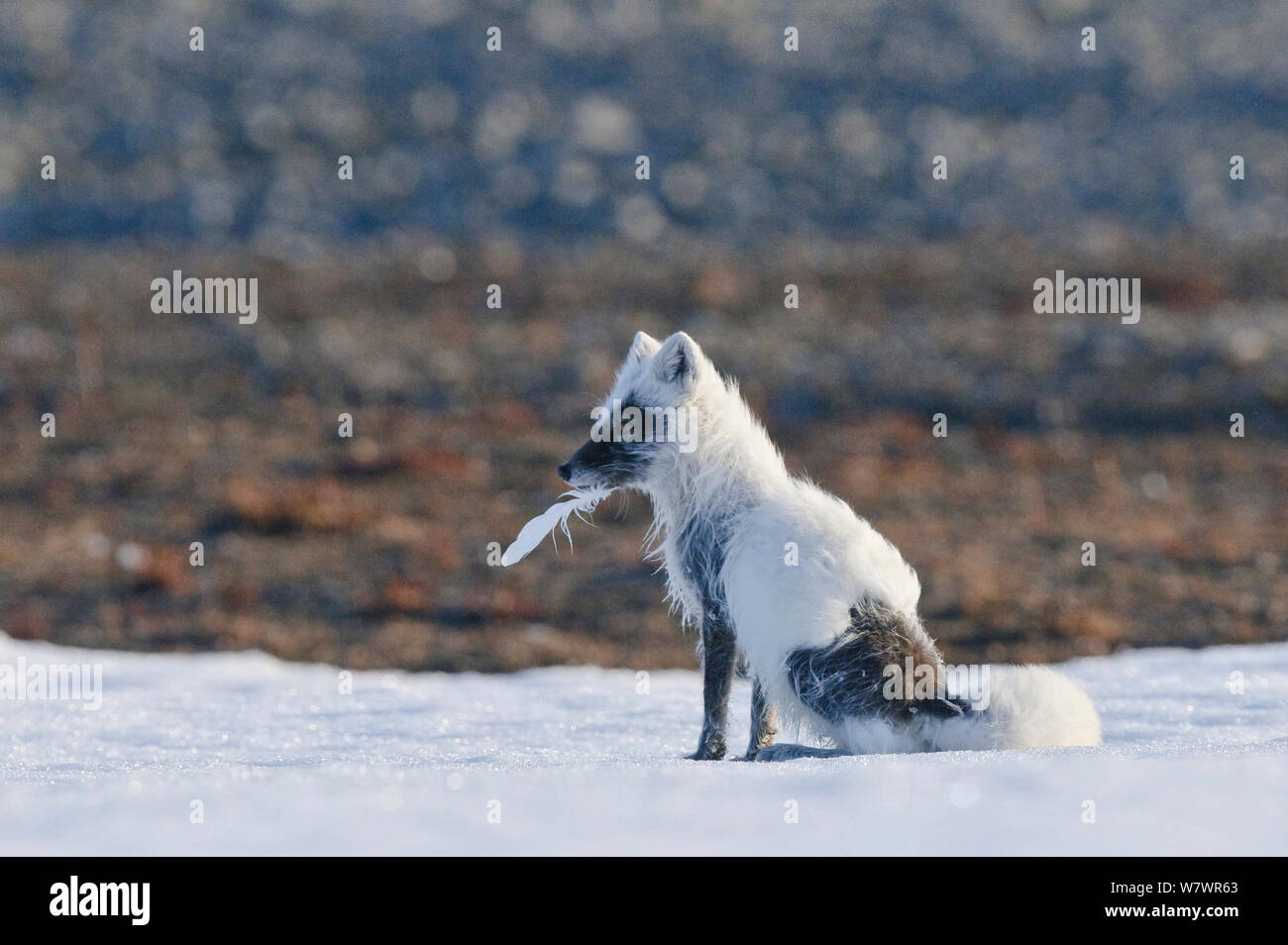 Molting phases hi-res stock photography and images - Alamy