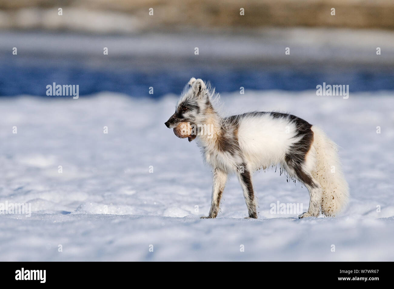 Arctic fox (Vulpes lagopus) mid moult from winter to summer fur, with ...