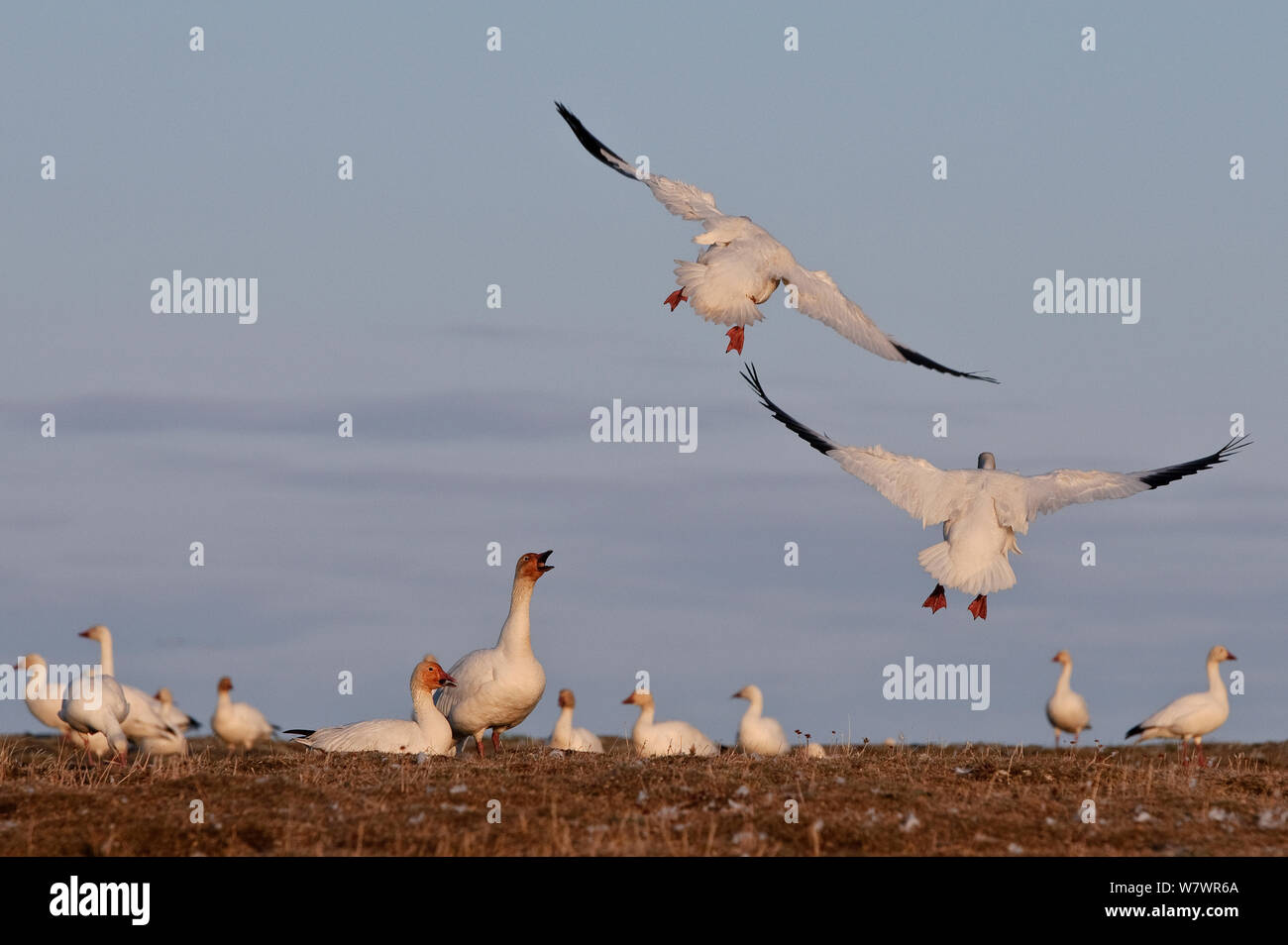 Snow geese (Chen caerulescens caerulescens) with two landing, Wrangel ...