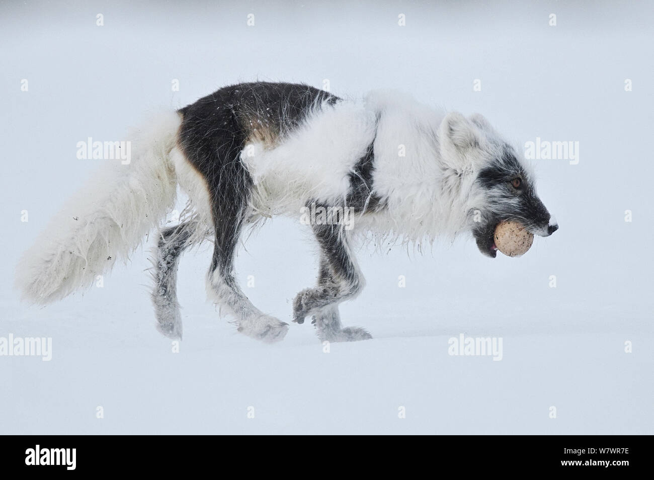 The fox and goose hi-res stock photography and images - Alamy