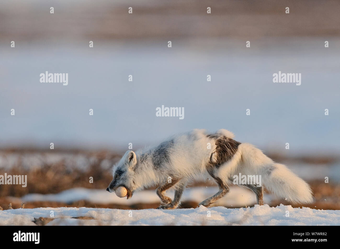 Snow goose eggs hi-res stock photography and images - Alamy