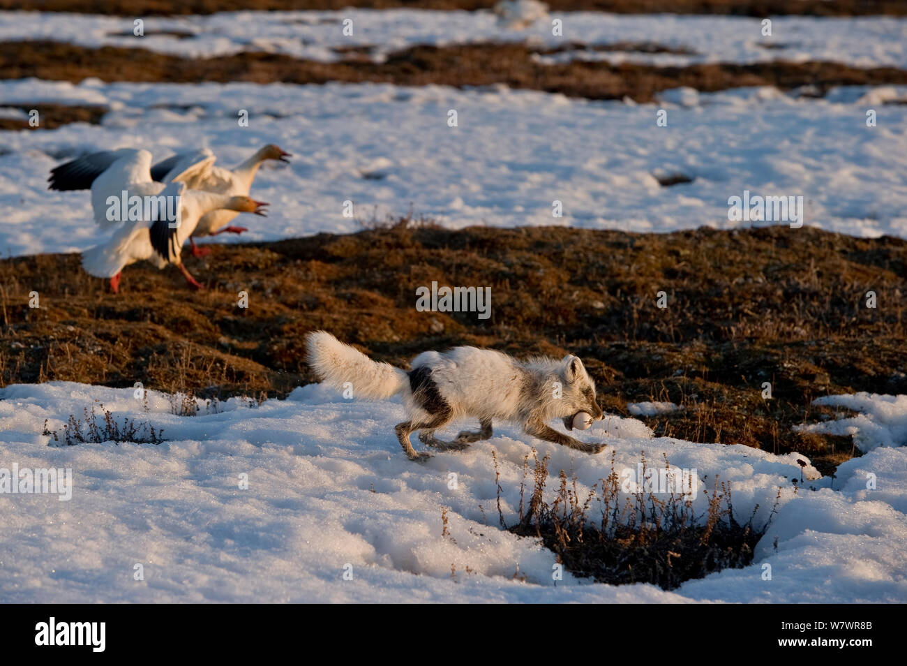 Arctic fox (Vulpes lagopus) stealing Snow goose (Chen caerulescens ...