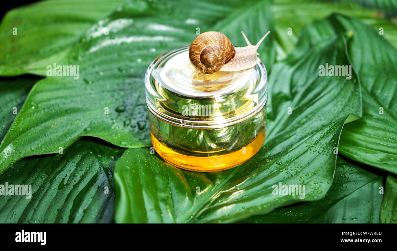 Snail and a jar of skin cream on green leaves with rain drops ...
