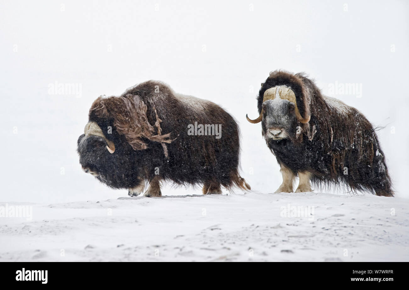 Musk oxen tundra muskox hi-res stock photography and images - Alamy