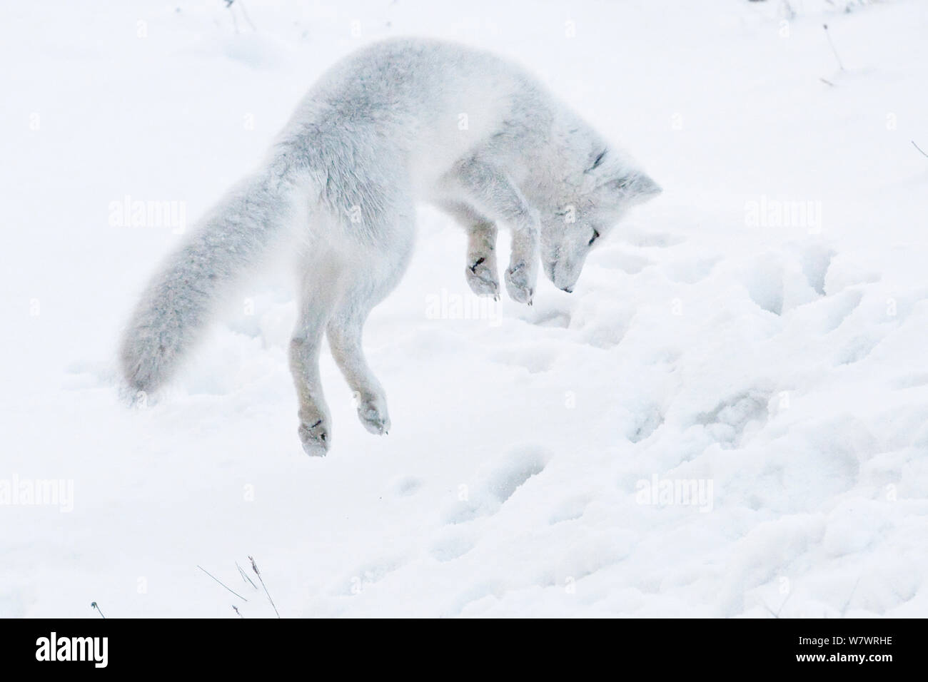 Arctic Fox Hunting Pictures