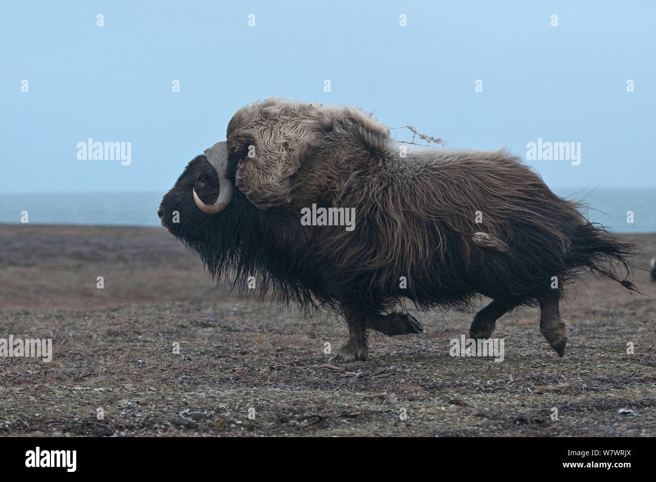 Musk ox running hi-res stock photography and images - Alamy