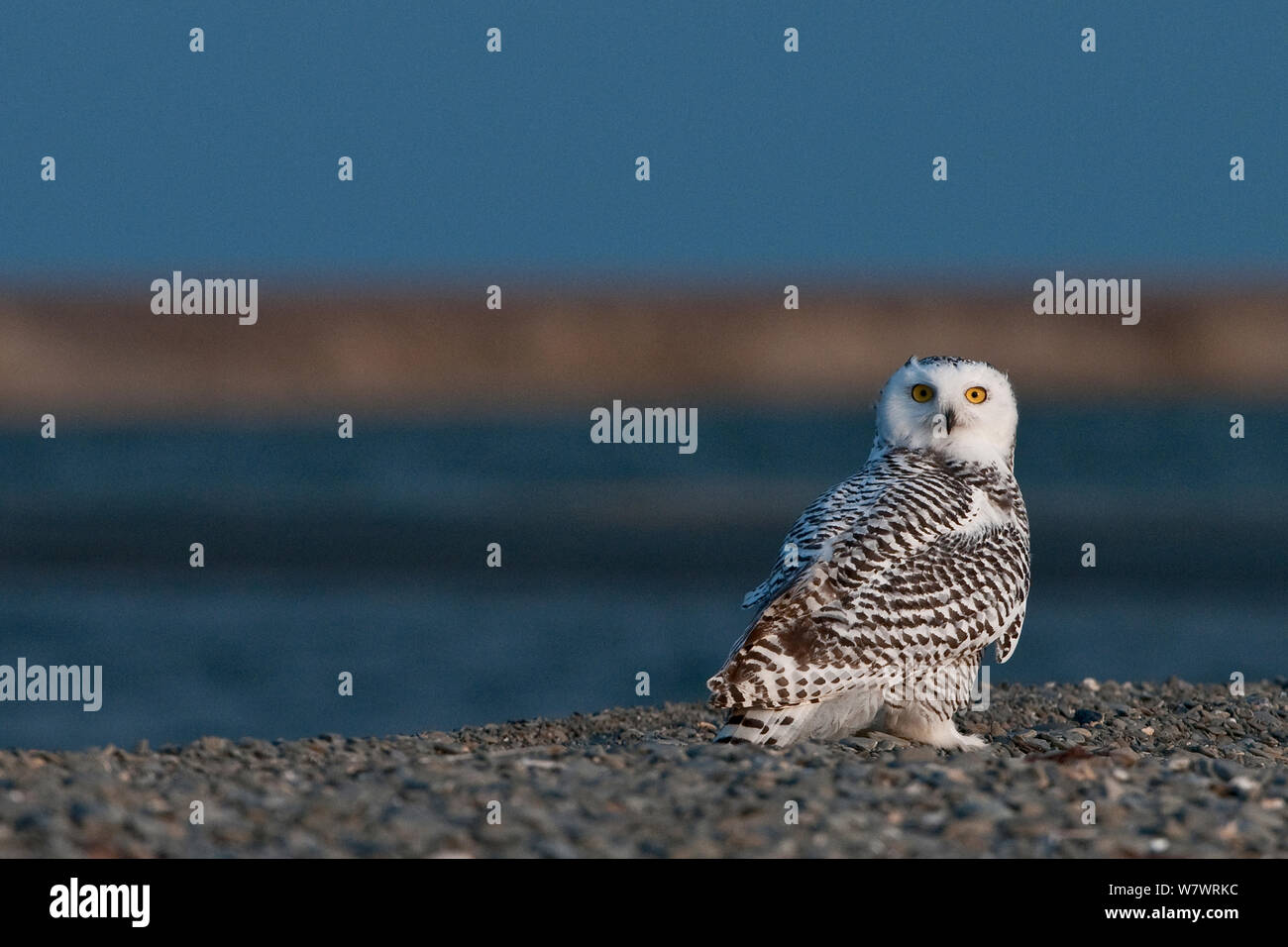 Russian Arctic Bird High Resolution Stock Photography and Images - Alamy