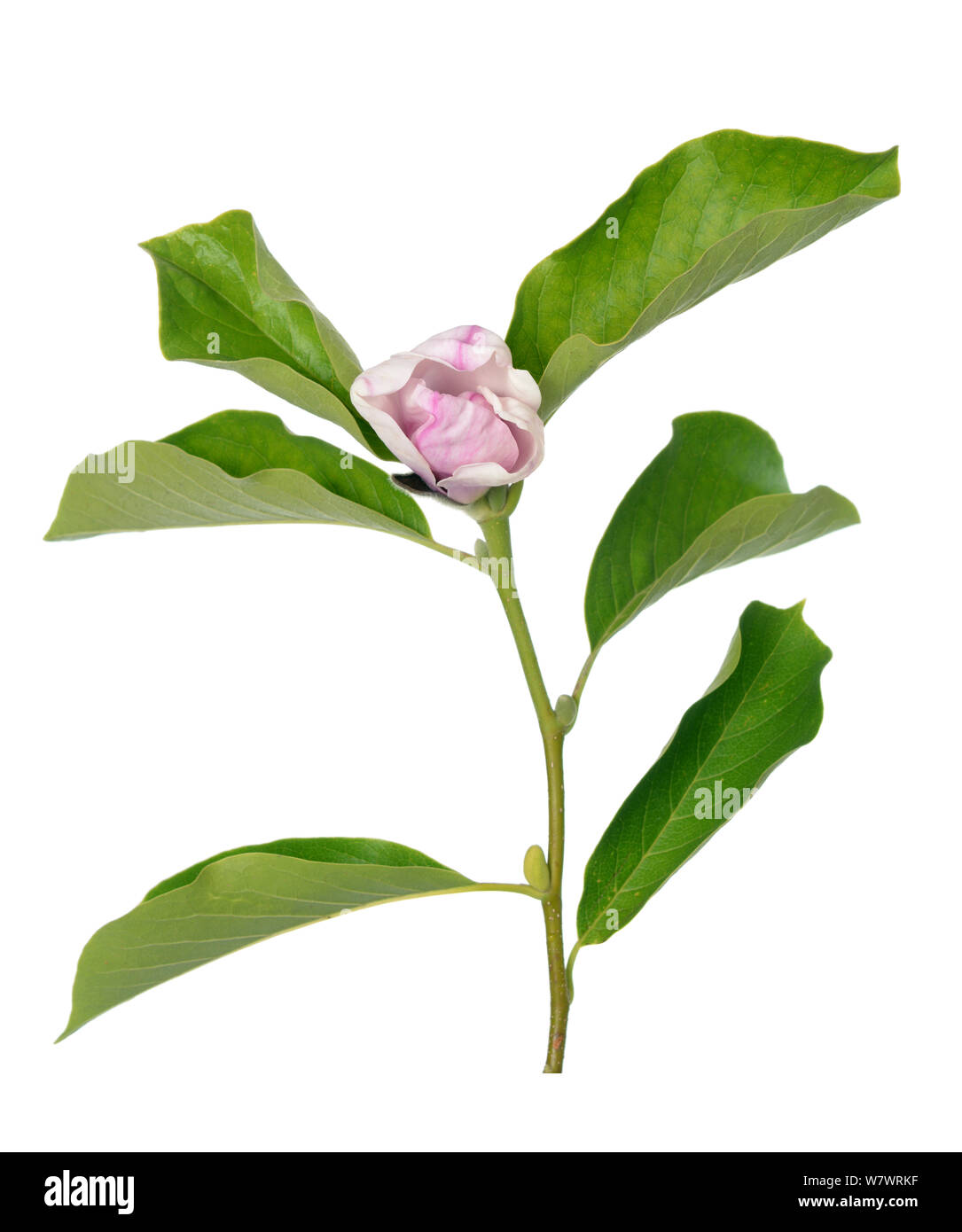 a branch of magnolia isolated on white background Stock Photo - Alamy