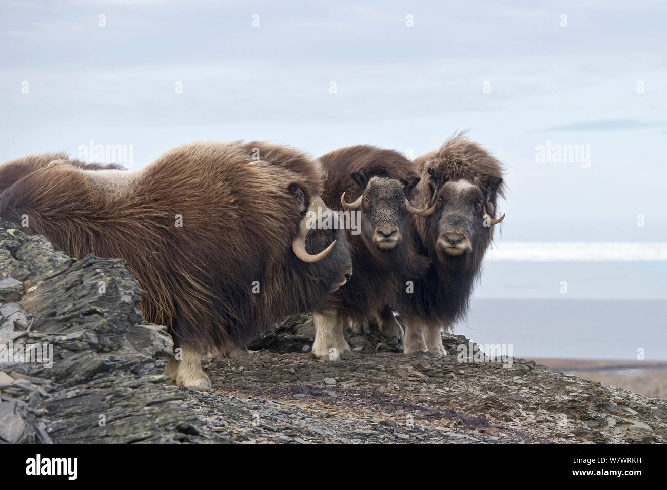 Musk ox (Ovibos moschatus) group of three, Wrangel Island, Far Eastern ...