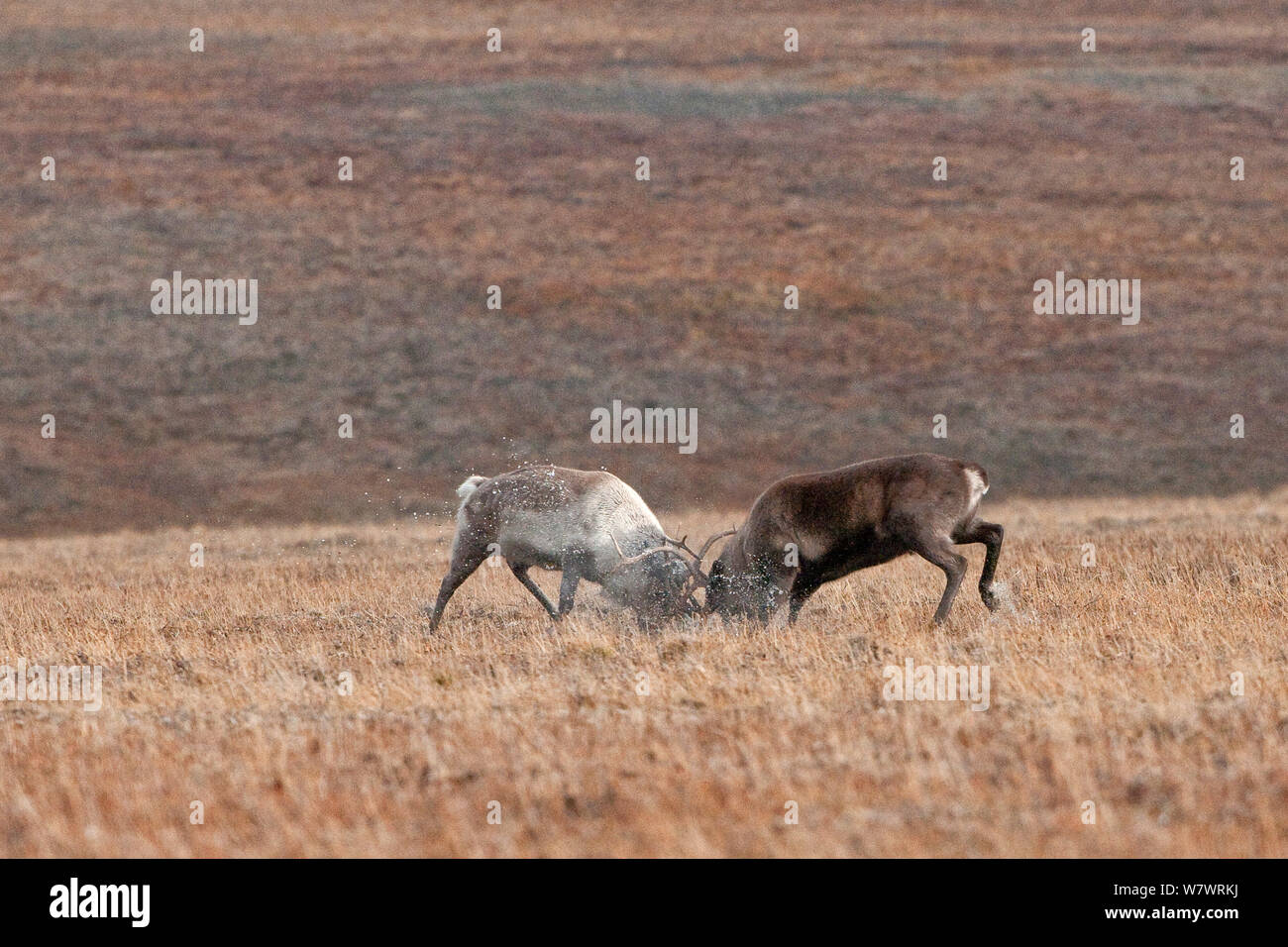 Mammal reproduction hi-res stock photography and images - Alamy