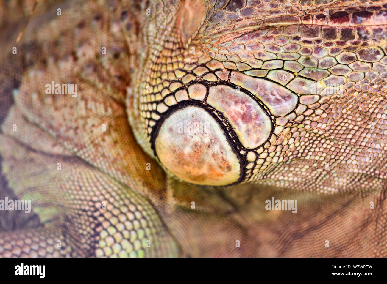 Colorful skin of Iguana textured background Stock Photo - Alamy