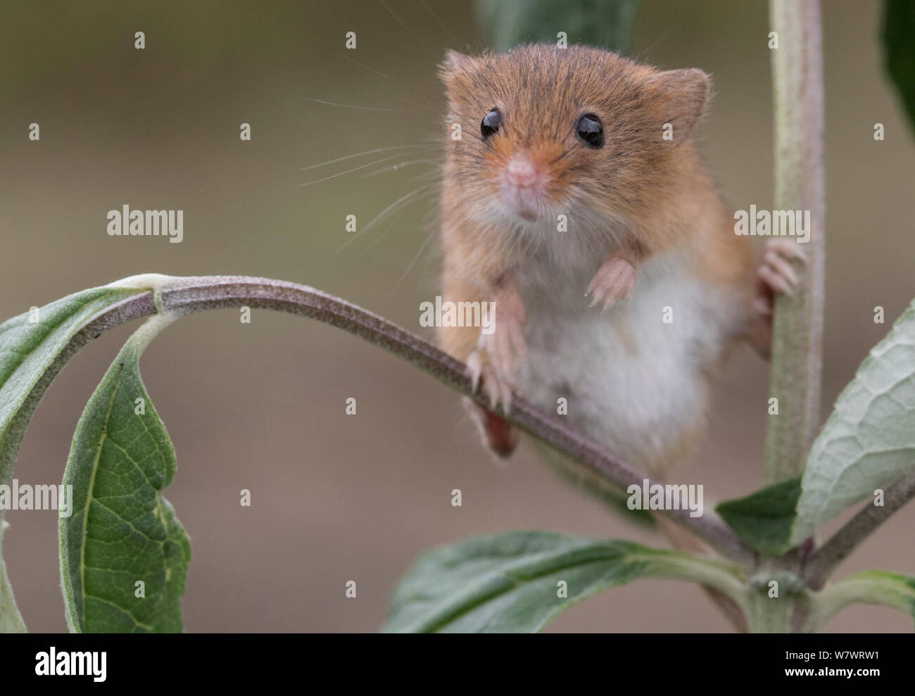 Harvest Mouse on corn using their prehensile tail Stock Photo - Alamy