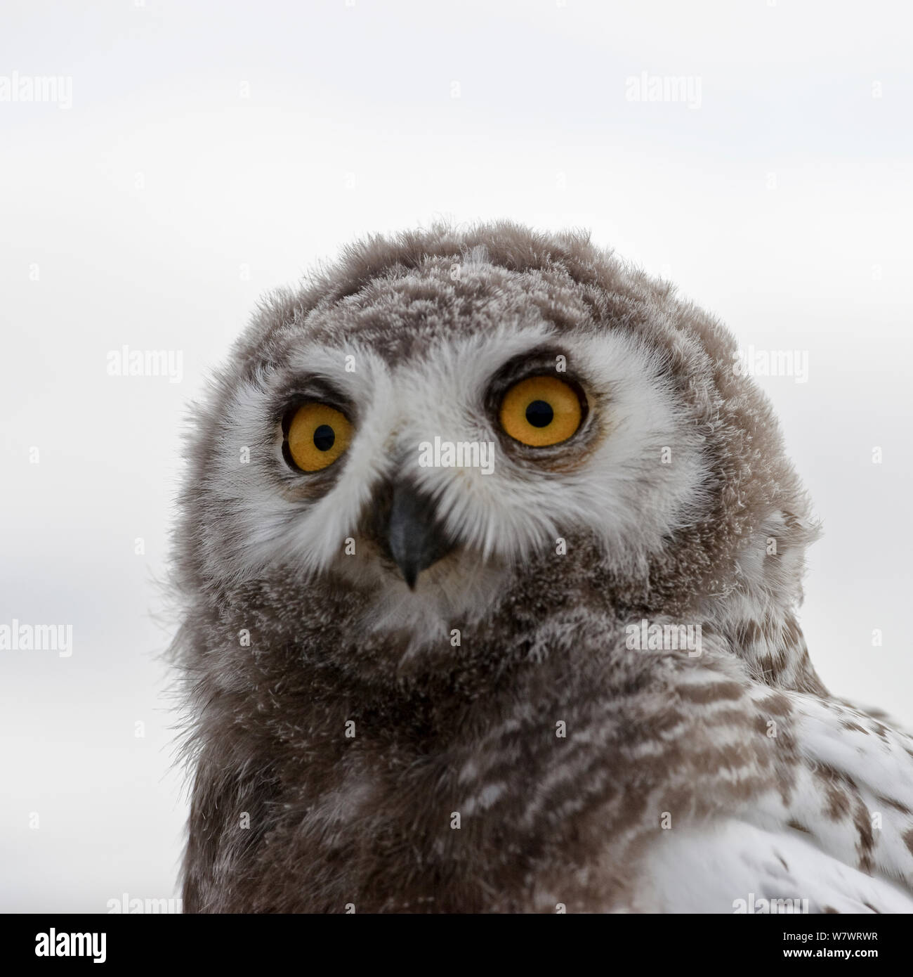 Juvenile snowy owl hi-res stock photography and images - Alamy
