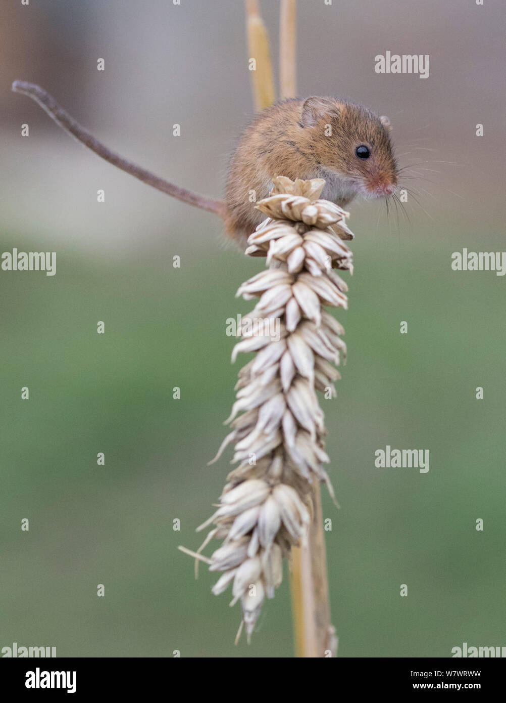 Harvest mouse on corn hi-res stock photography and images Harvest mouse on corn hi-res stock photography and images