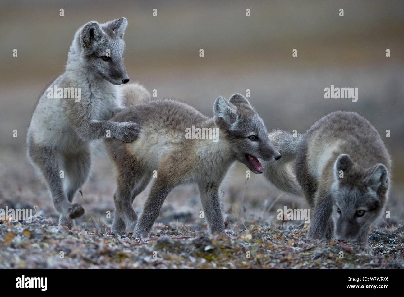 Arctic Fox Pups In Summer