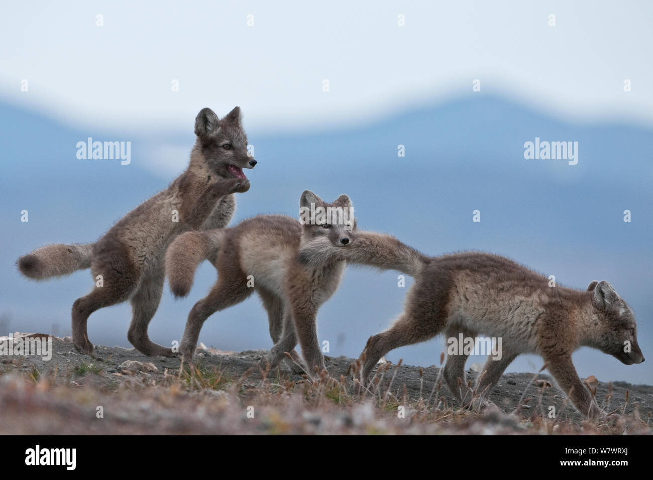 Arctic foxes (Vulpes lagopus) juveniles playing, biting tail, Wrangel ...
