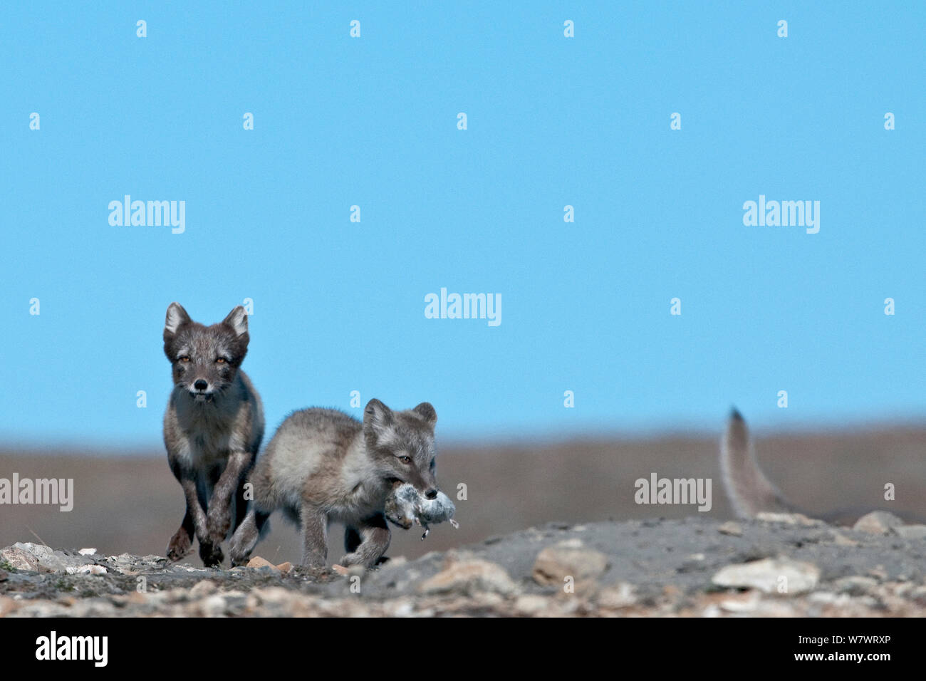 Arctic fox summer coat with prey hi-res stock photography and images ...