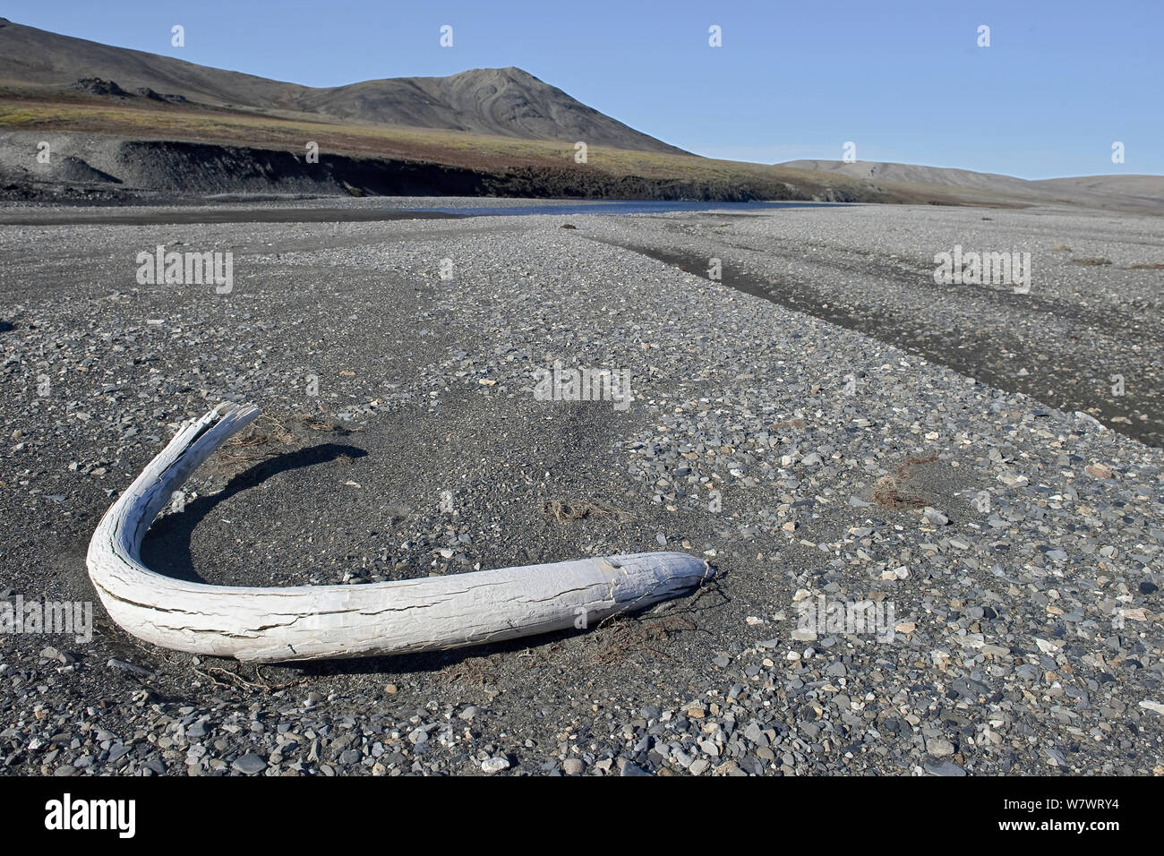 Wrangel Island Mammoths