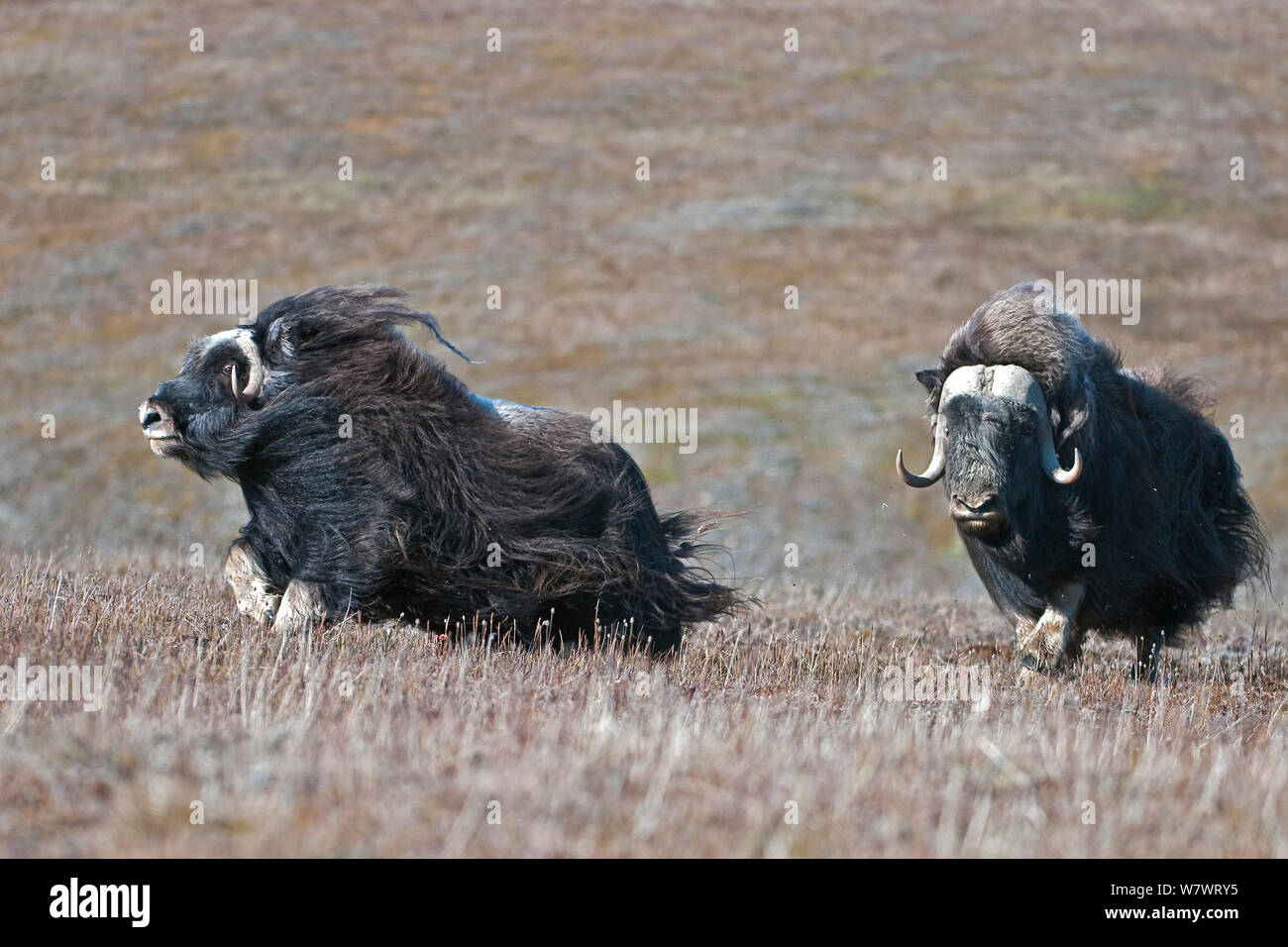 Musk ox running hi-res stock photography and images - Alamy