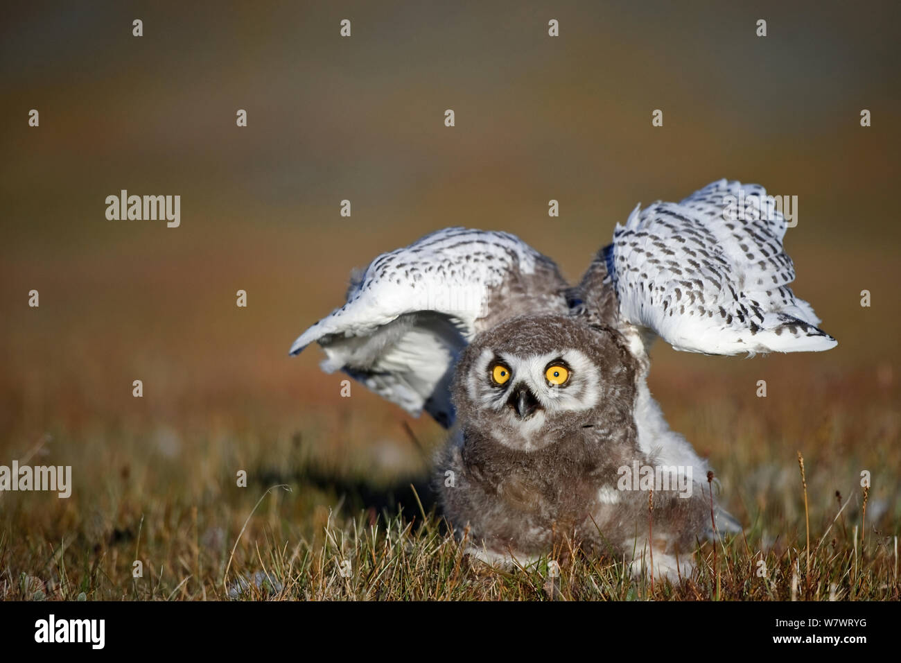 Snowy owl (Bubo scandiacus) fledgling, Wrangel Island, Far Eastern ...